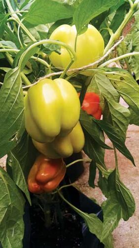 Straw Bale Gardening Instructions – Mother Earth News